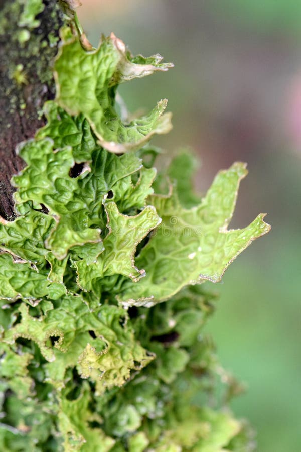 Green Tree Lichen stock photo. Image of forest, park - 111517298