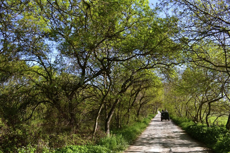 Green Tree Lined Dirt Path stock image. Image of yellow - 34889343