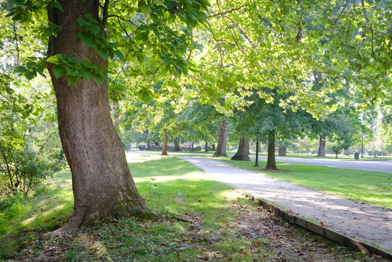 Green Tree Lined Path in Park Stock Image - Image of cycling, lane ...