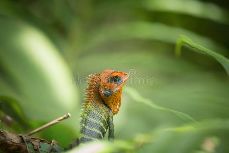 Green tree lizard stock image. Image of exotic, branch - 115618851