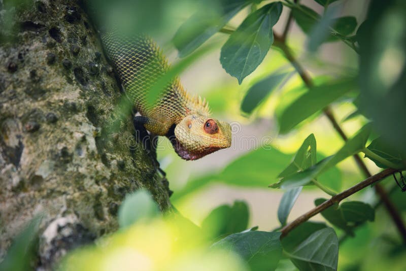 Green tree lizard stock photo. Image of color, asian - 118903226