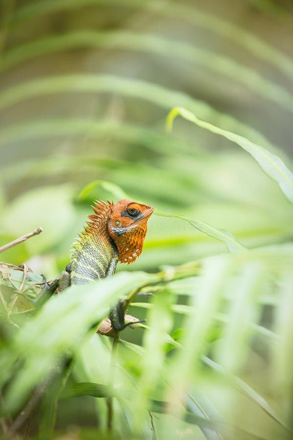 Green tree lizard stock image. Image of iguana, lizard - 118981399