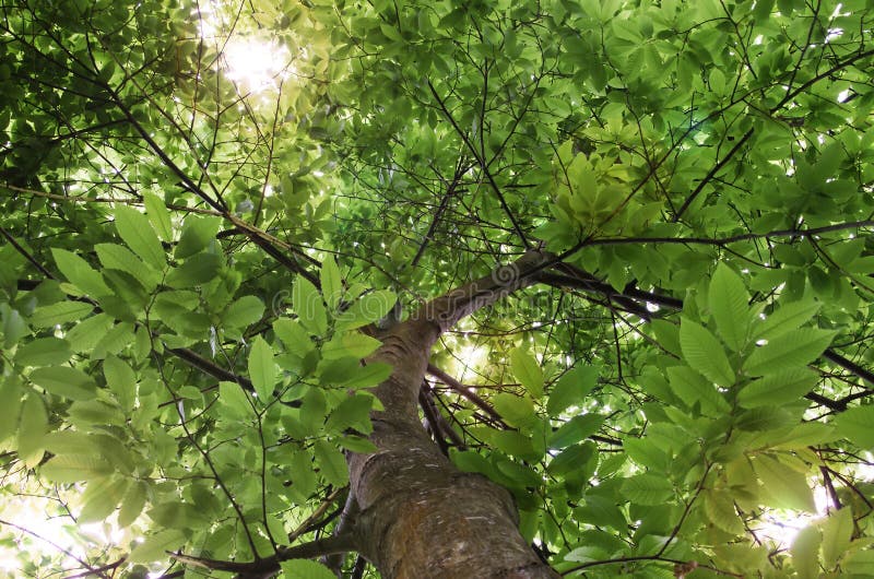 Green Tree stock photo. Image of moving, springtime, space - 55821174