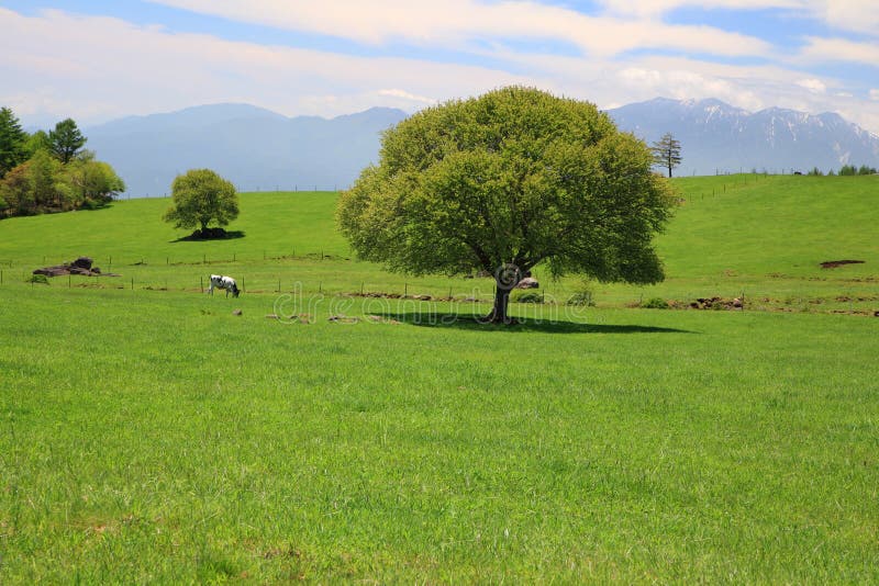 Green tree on a meadow stock photo. Image of environment - 33377008