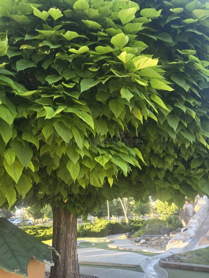 Green Tree at Mini Golf stock photo. Image of plantation - 371955874