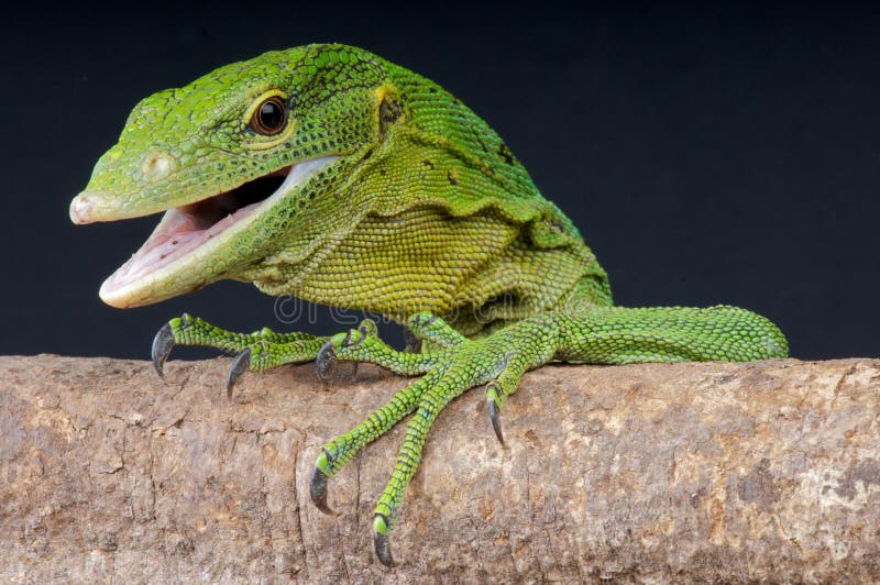 Green tree monitor stock image. Image of prehensile, straight - 15569103