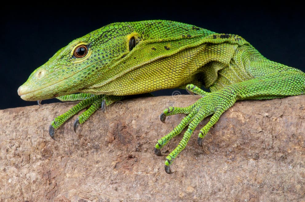 Green tree monitor stock image. Image of straight, claw - 15569121