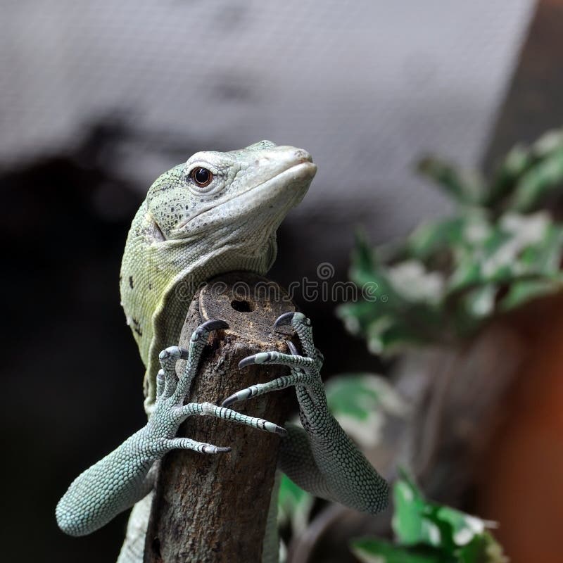 689 Green Tree Monitor Lizard Stock Photos - Free & Royalty-Free Stock ...