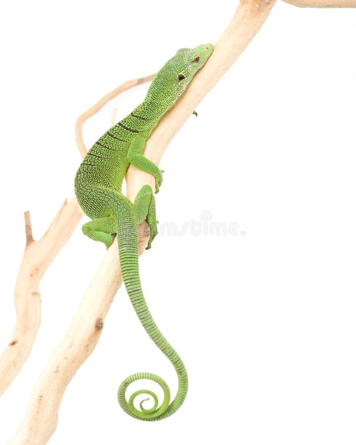 Green Tree Python stock image. Image of coiled, exotic - 7292457