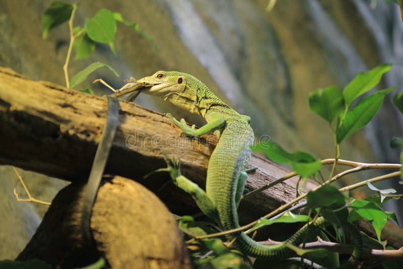 Green tree monitor stock photo. Image of emerald, reptile - 36874718