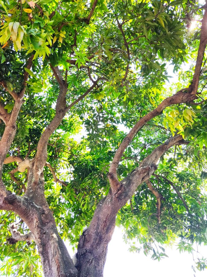 Green Tree in Morning Remember Mother Stock Photo - Image of green ...