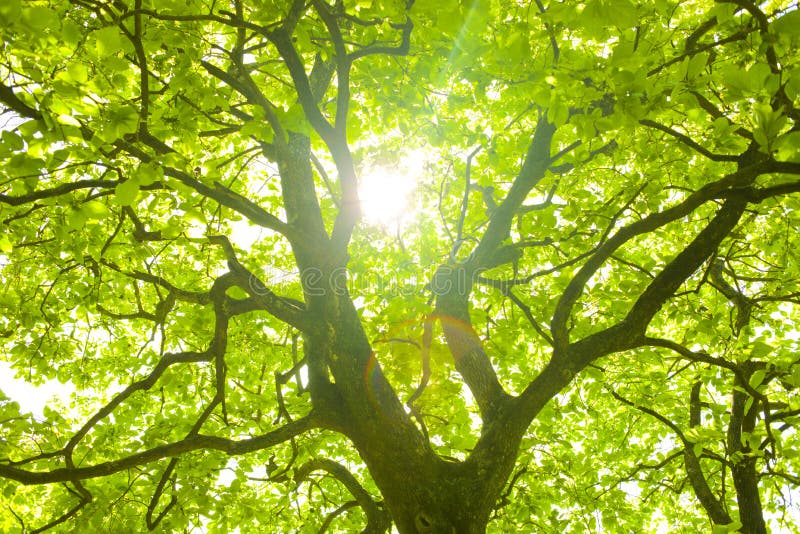 Tree sunlight stock image. Image of large, autumn, grove - 263498073