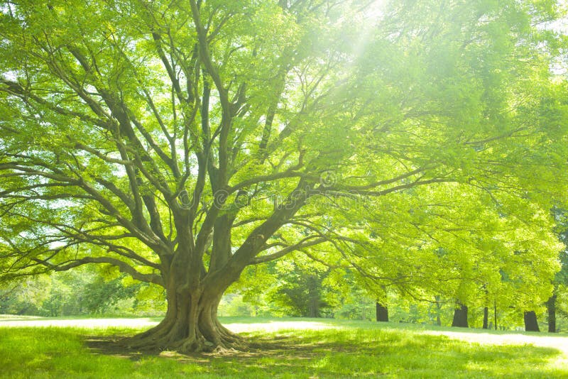 Tree sunlight stock image. Image of large, woodland - 263498305