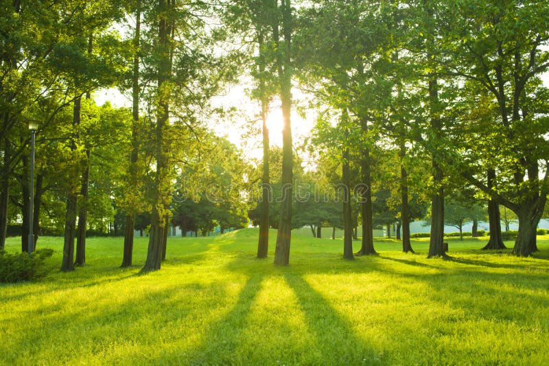 Tree sunlight stock image. Image of grass, leaf, morning - 263496475