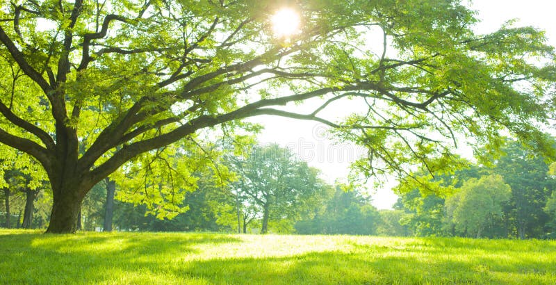 Tree sunlight stock image. Image of large, autumn, grove - 263498073