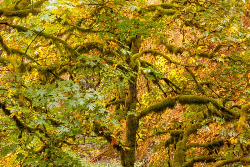 Green Tree Moss Colorful Fall Autumn Leaves Stock Photo - Image of ...