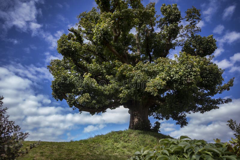Green tree on a mound stock image. Image of leafy, blue - 163210717