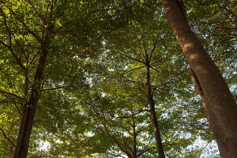 Green Tree on Mountain Under the Blue Sky Stock Photo - Image of ...