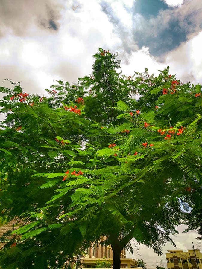 The Green Tree on My Mobile Photograph . Stock Photo - Image of branch ...