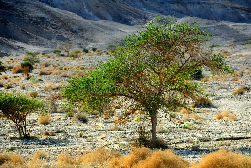 Desert tree and mountains stock image. Image of mountains - 25905693