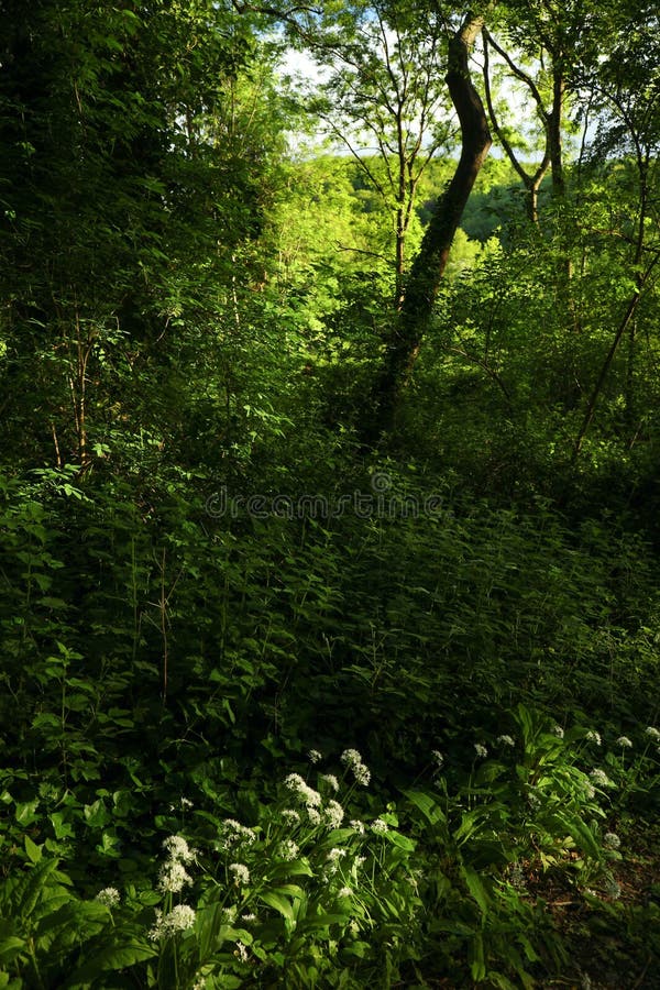 Sun Rays in the Forest in Springtime in the Noon Stock Photo - Image of ...
