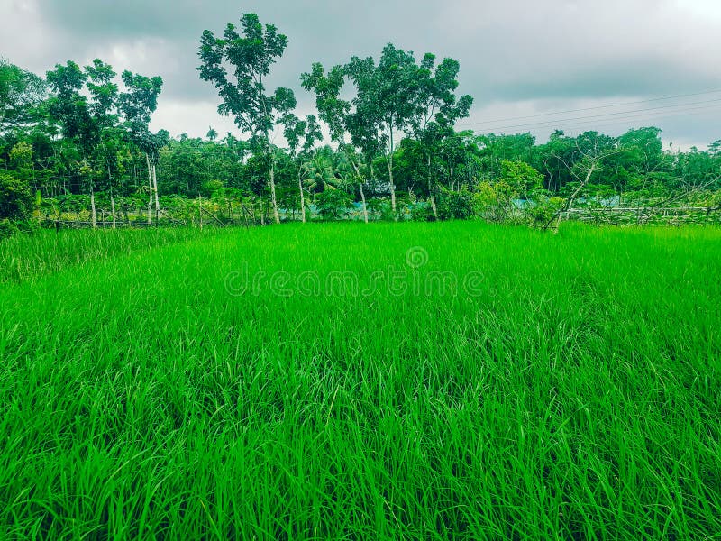 Green Tree natural photo stock photo. Image of cloud - 193212638
