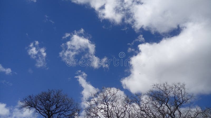 Green Tree Nature Cloud Day Sky Stock Image - Image of urban, buildings ...