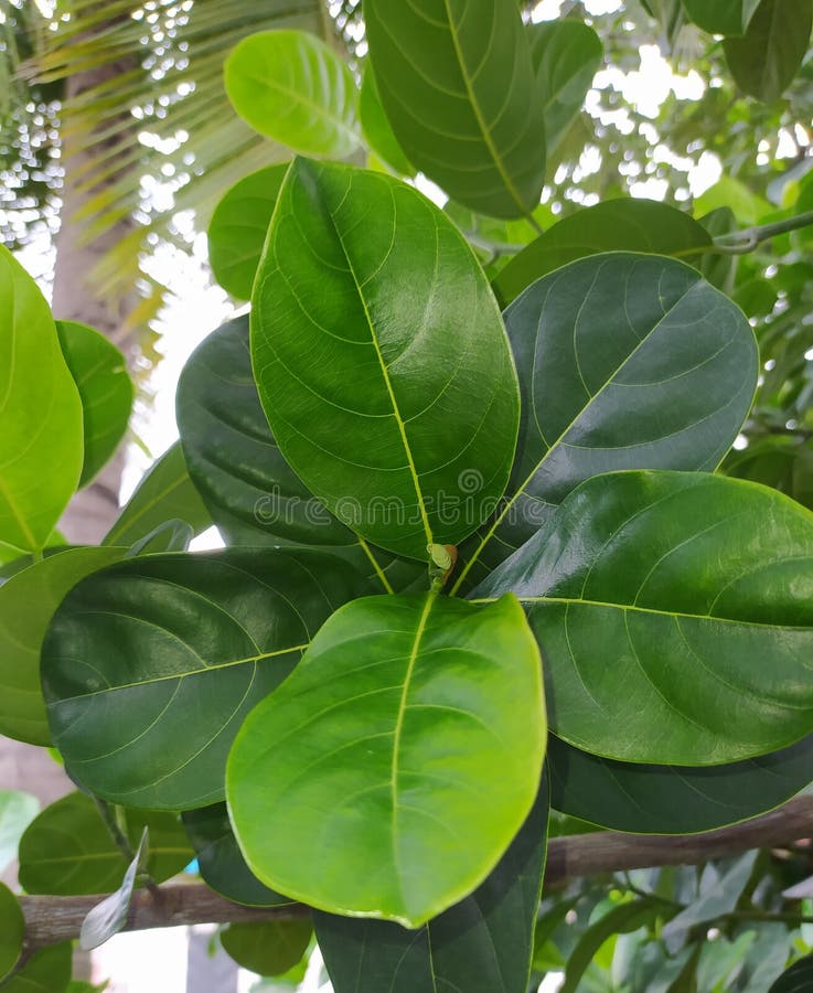 Green Tree Nature Jackfruit Tree Leaf Stock Photo - Image of green ...