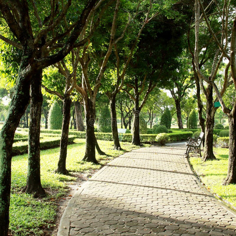 Green Tree in the Nature Park. Stock Image - Image of nice, nature ...