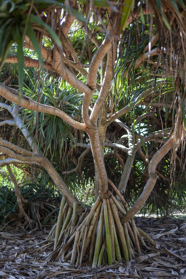 A Green Tree Near the Beach Stock Image - Image of sand, landscape ...
