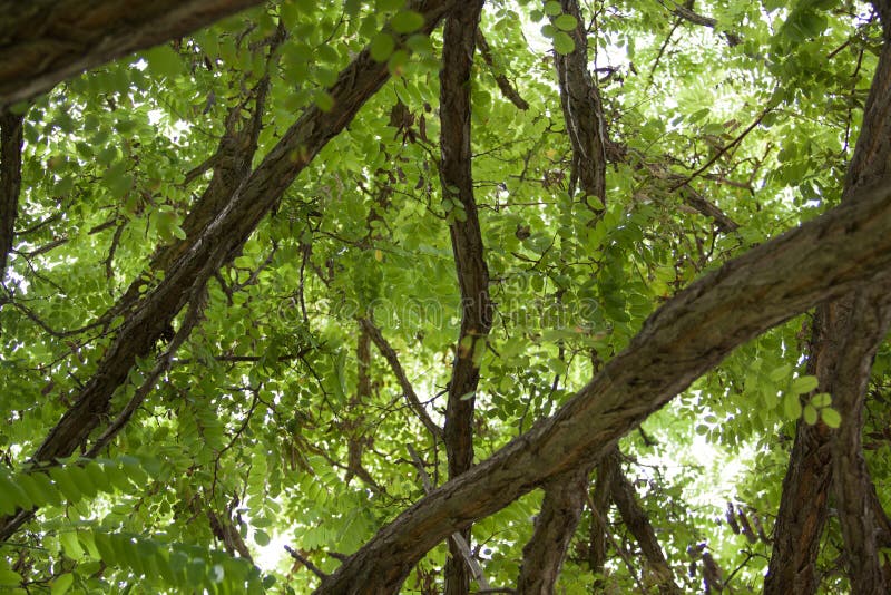 Green Tree with Nice Foliage Stock Photo - Image of shine, environment ...