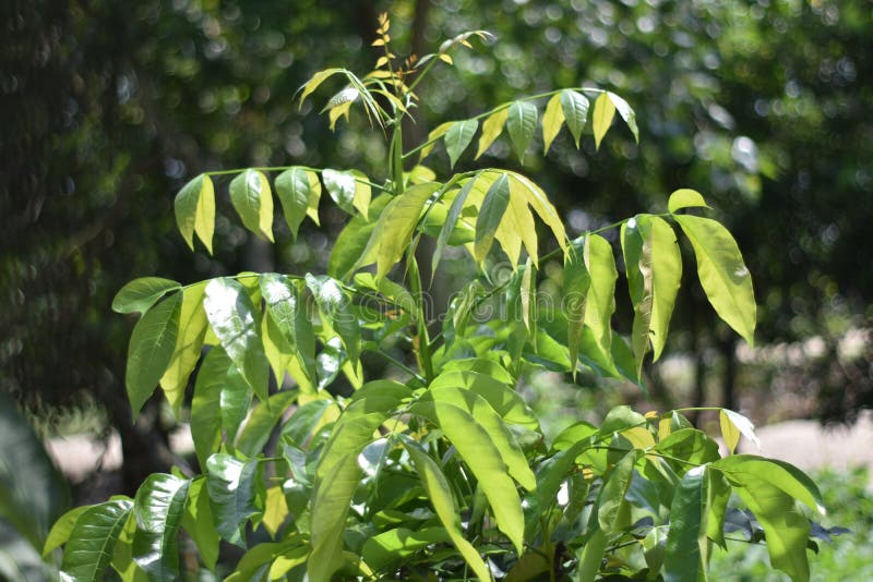 Green Small Tree Soo Nice Lokking and Very Cuite Leaf Stock Image ...