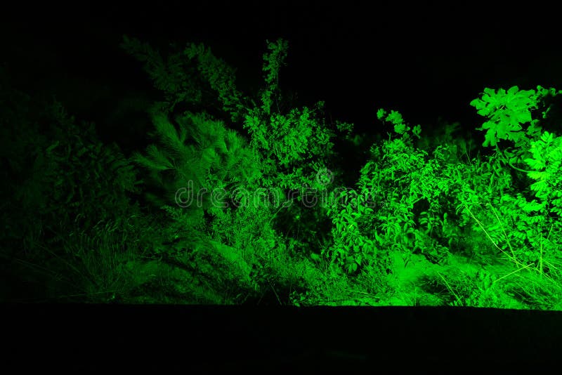 Green Tree at the Night and it is Lighting Stock Image - Image of ...