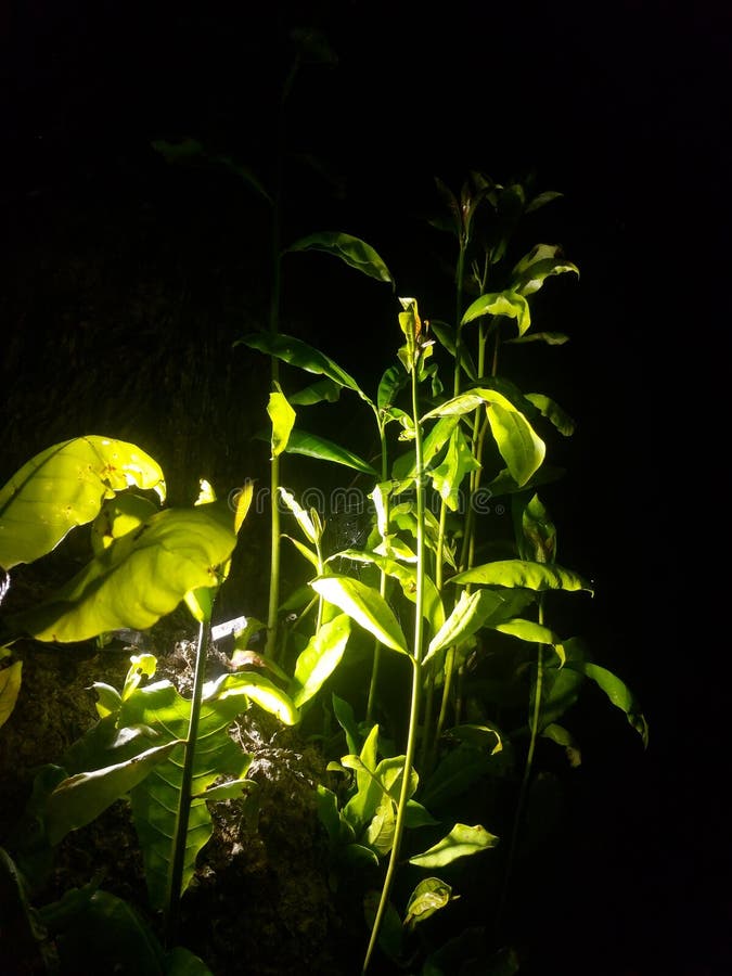 Green Tree at Night with Little Light Stock Image - Image of view, tree ...