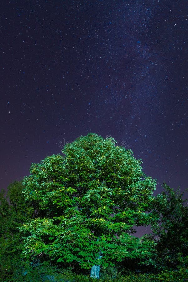 Green Tree and Night Sky with Stars Stock Photo - Image of land, long ...