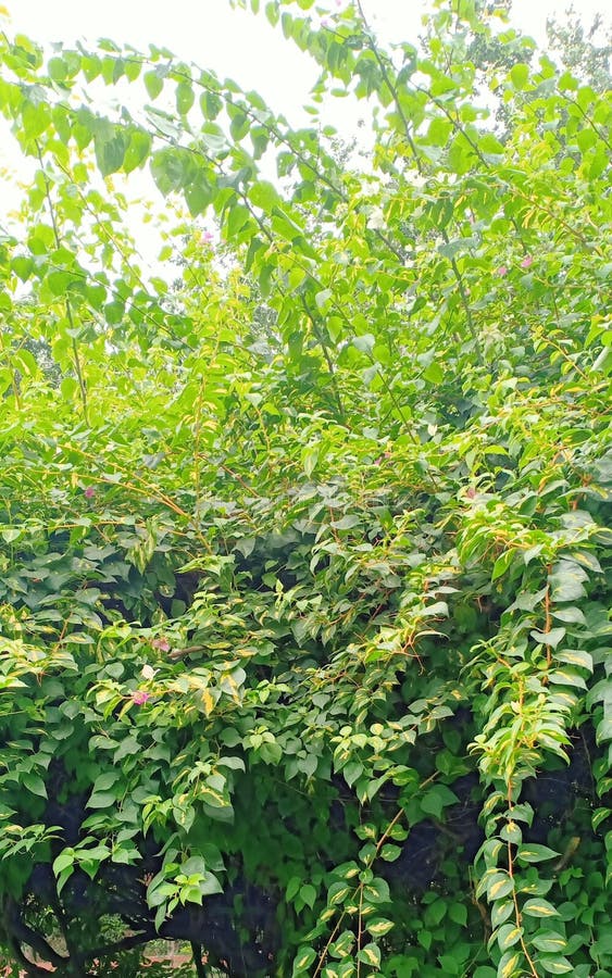 Green tree on outside stock photo. Image of branch, tree - 194719244