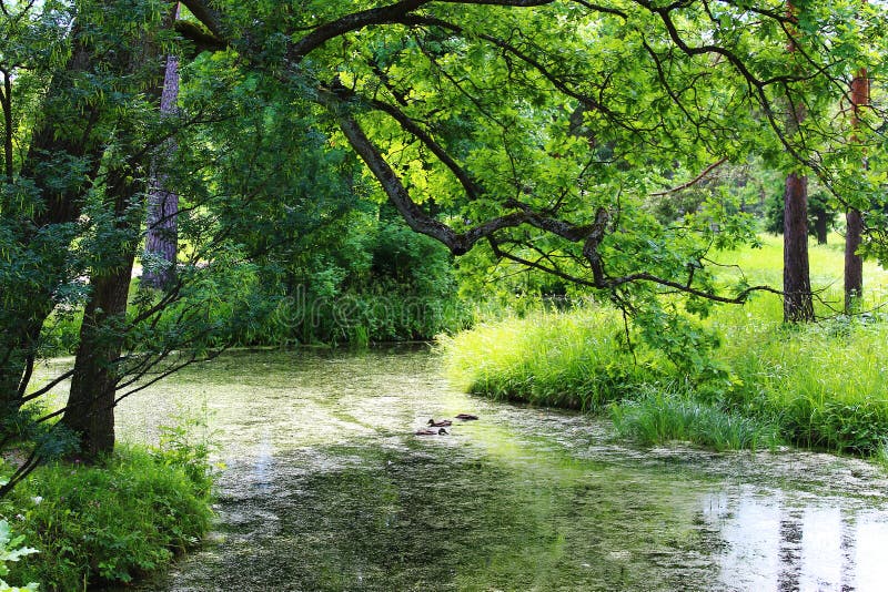 Tree Overhanging Stock Photos - Download 1,227 Royalty Free Photos