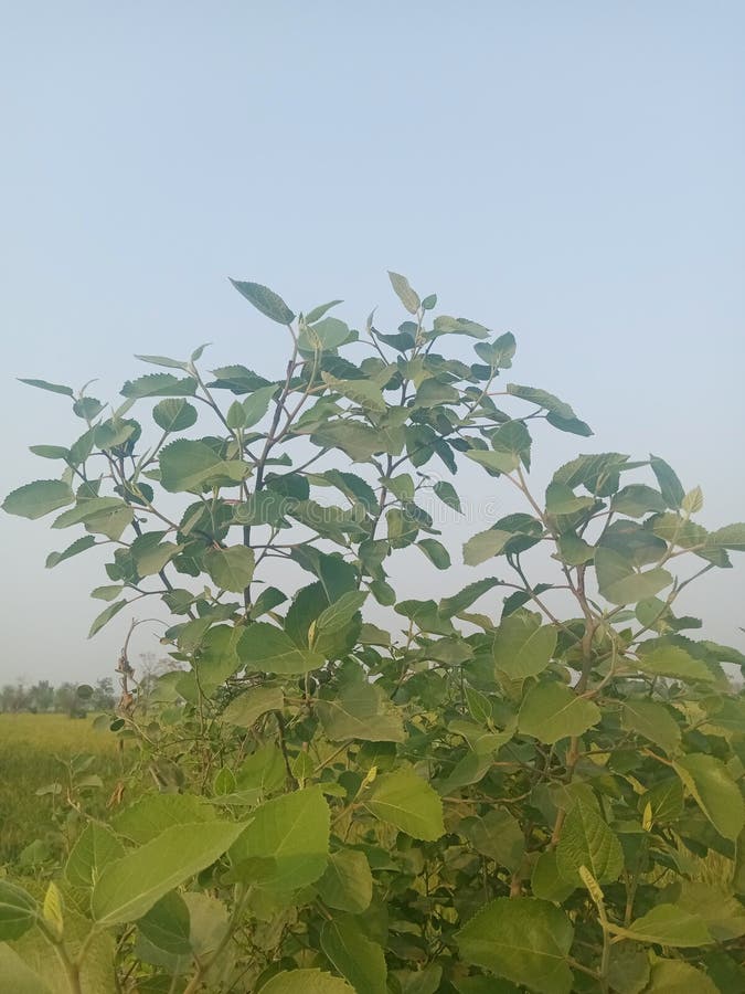 Green Tree Panjab Part of Pak Stock Photo - Image of produce, nature ...