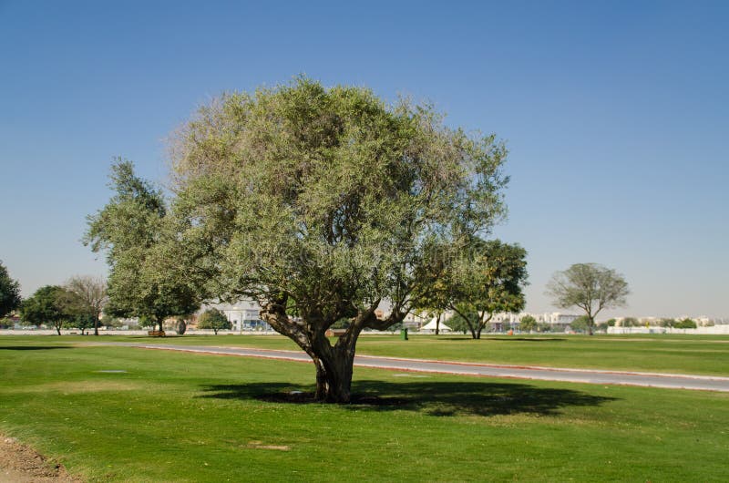 The Park in Aspire Zone in Doha Qatar Stock Image - Image of green ...
