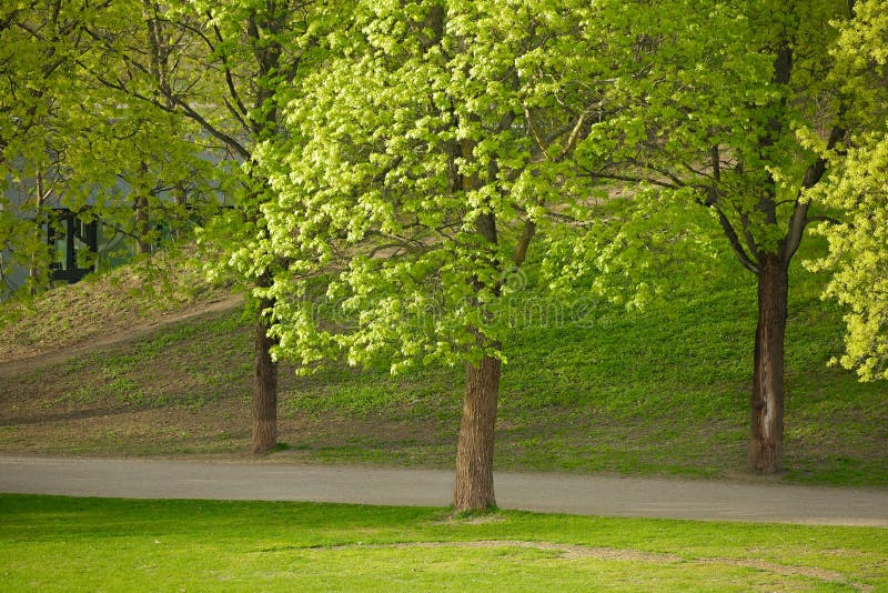 Green tree in a park stock photo. Image of grow, clear - 142965576