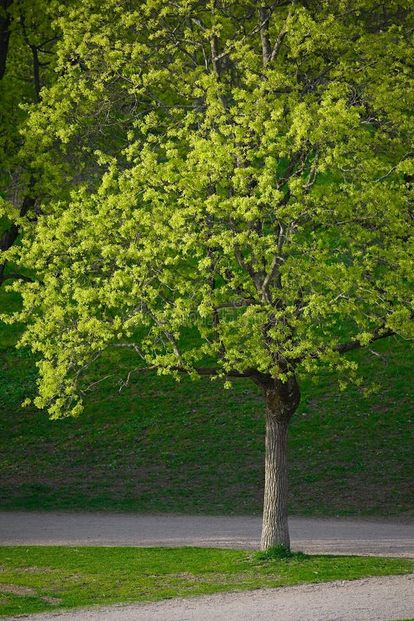 Green tree in a park stock photo. Image of foliage, life - 87829864