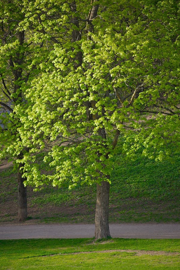 Green tree in a park stock image. Image of environment - 89853807