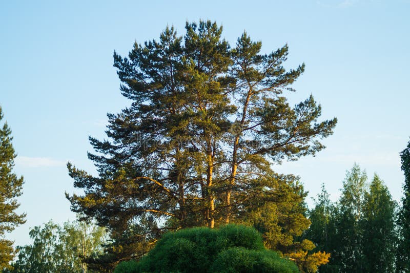 Tree with Green Foliage Cutted in Round Shape. Ball Shaped Bush Stock ...