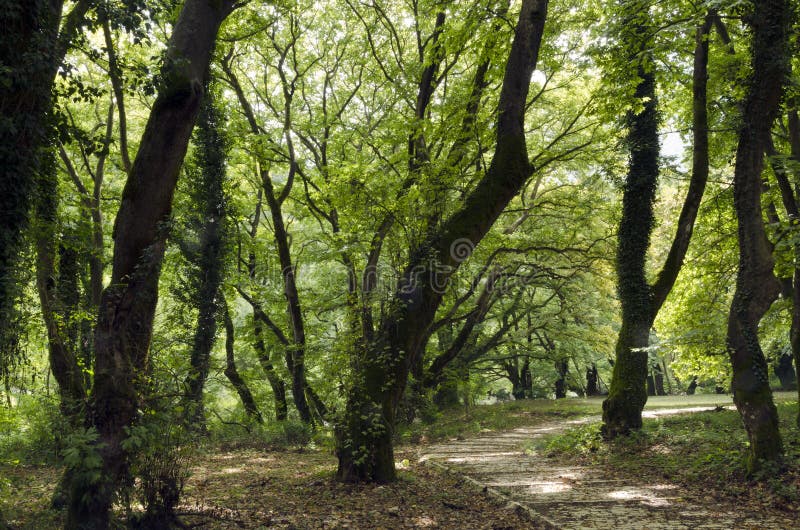 Green tree stock image. Image of recreation, peace, mysterious - 58648531