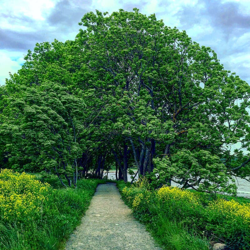 Green Tree Path Sommer Summer Stock Photo - Image of green, tree: 72646026