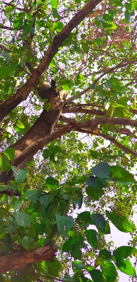 Green tree pic stock photo. Image of sunlight, jungle - 266001876