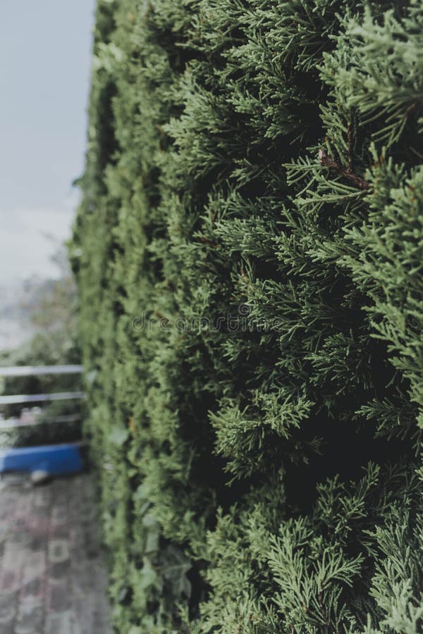 Green Tree Pine Cloud stock photo. Image of gray, plant - 123863386