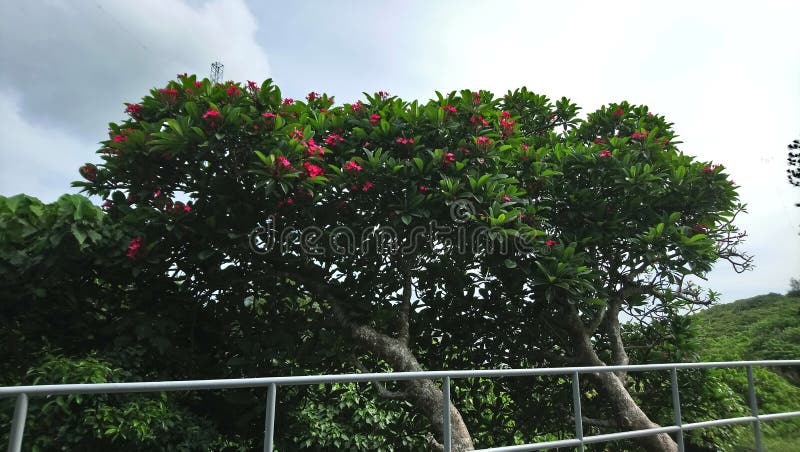 Green tree pink flower stock image. Image of evergreen - 221300859