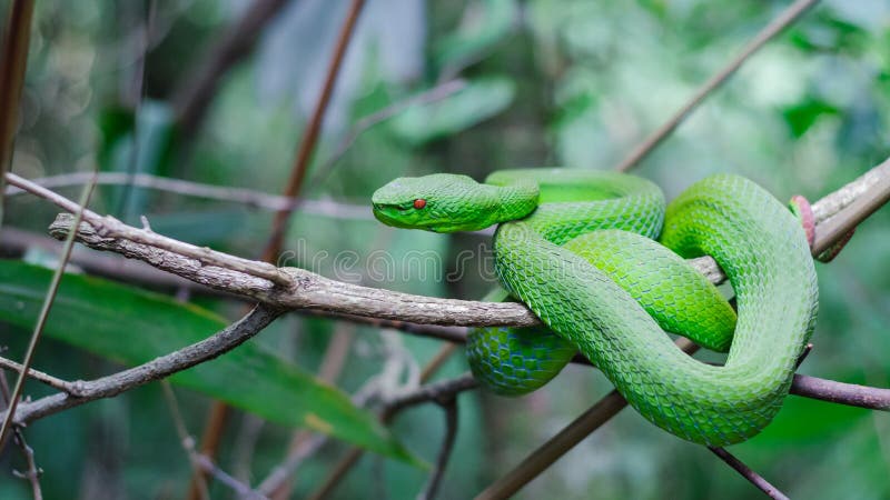 Green Tree Pit Viper stock image. Image of beautiful - 117779331