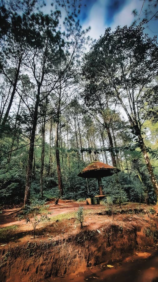 Green Tree for Place Relax. Stock Photo - Image of wilderness, autumn ...